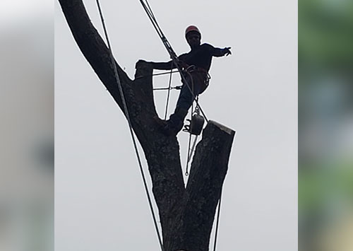 Local Tree Removal Services Morristown, Livingston, Dover, Morris Plains, East Hanover, Basking ...