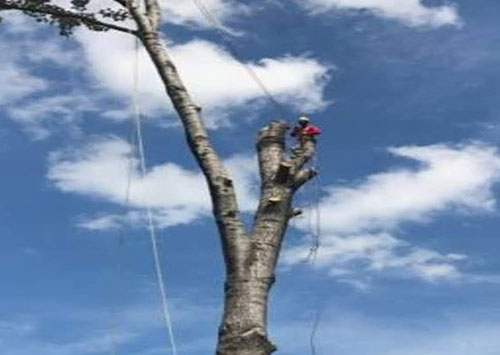 Local Tree Removal Services Morristown, Livingston, Dover, Morris Plains, East Hanover, Basking ...