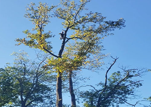 Local Tree Removal Services Morristown, Livingston, Dover, Morris Plains, East Hanover, Basking ...