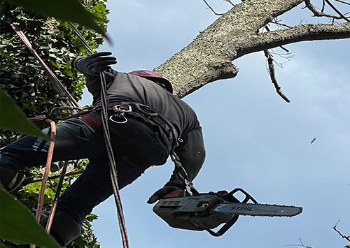 Local Tree Removal Services Morristown, Livingston, Dover, Morris ...